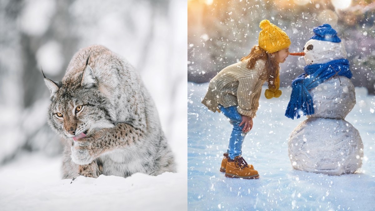 Consolis Parman joululahjoitus Suomen luonnon suojeluun - Parma Consolis
